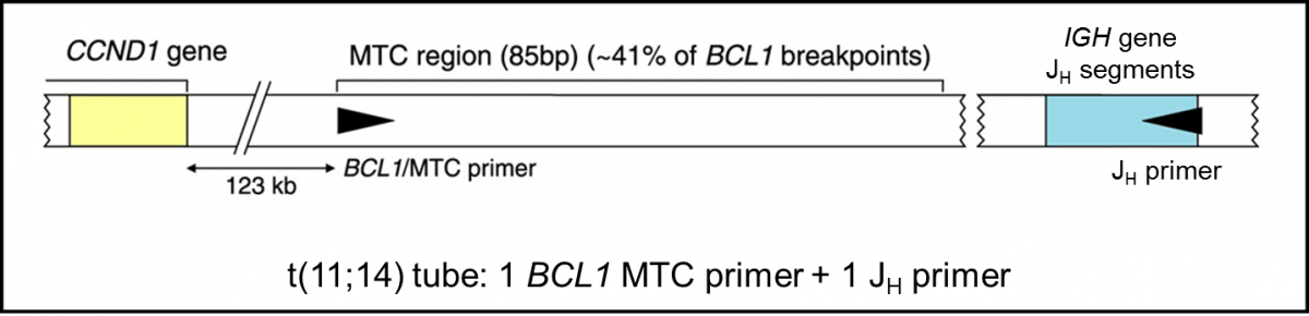 BCL1/JH Translocation Assay MegaKit for Gel Detection - Invivoscribe